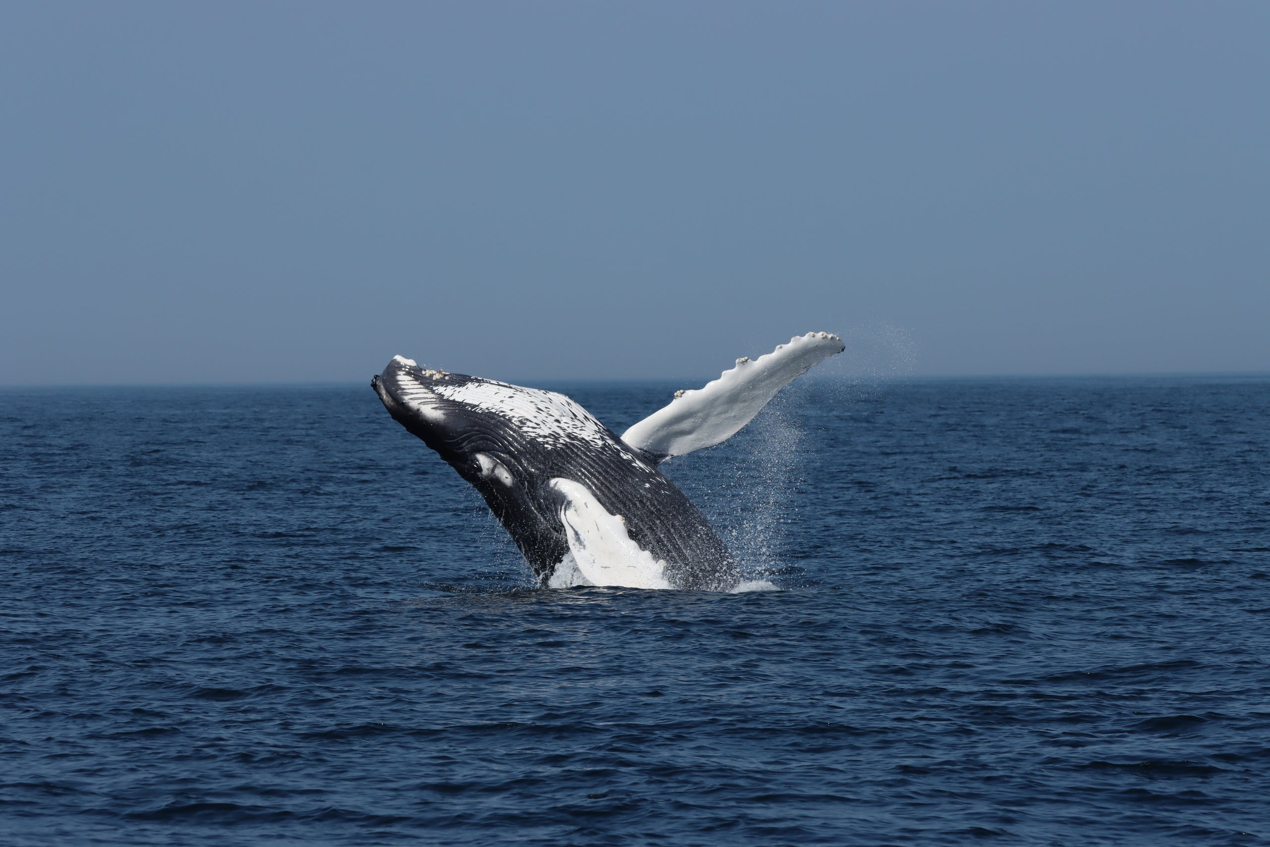Donate | Blue Ocean Society for Marine Conservation